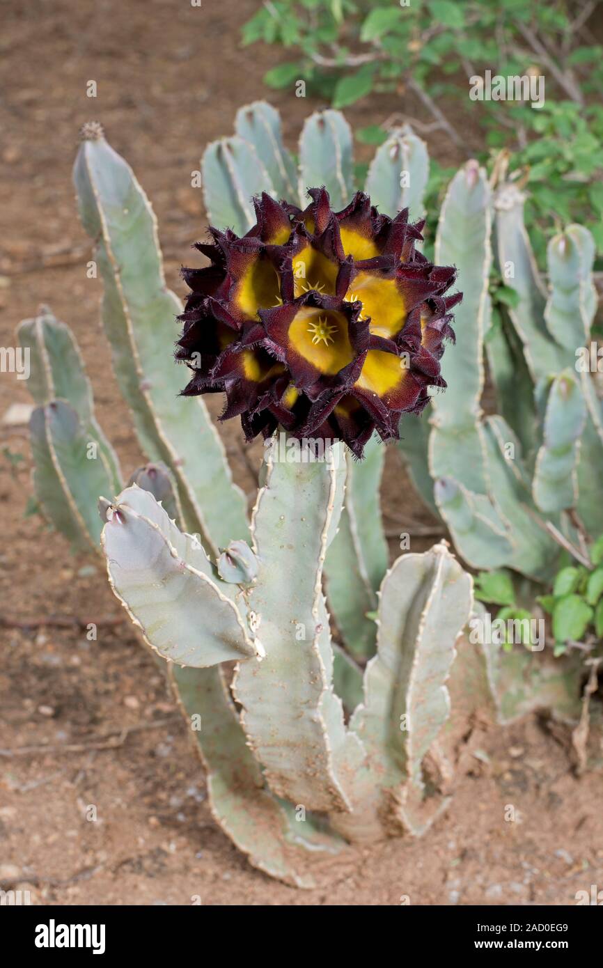 Caralluma is a genus of flowering plants in the dogbane family ...
