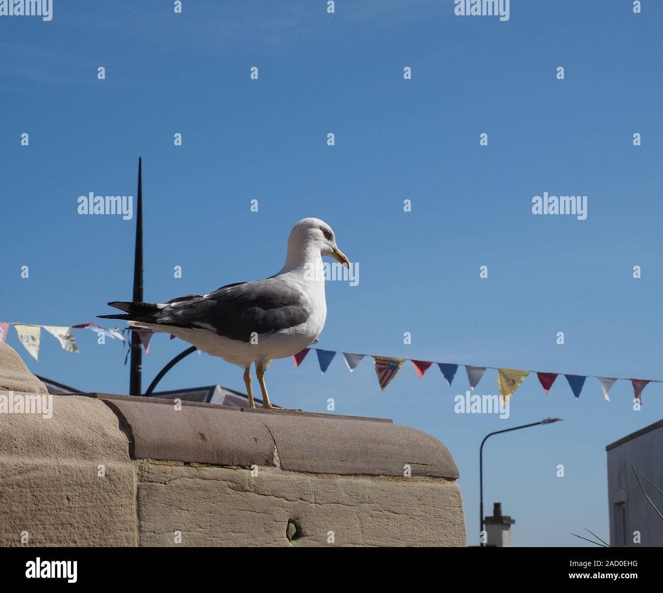 gull seabird aka Seagull or Mew animal of phylum Chordata, clade ...