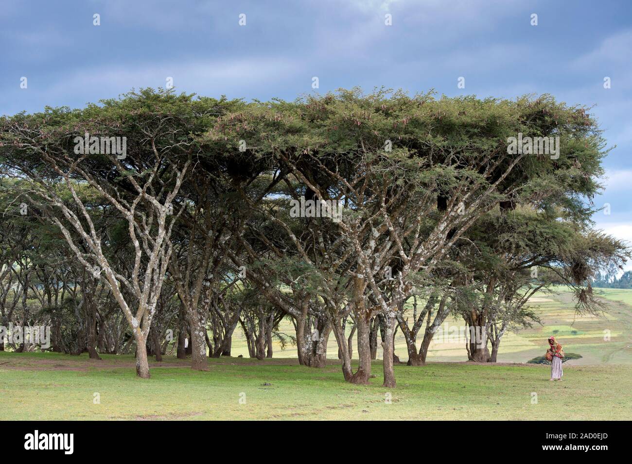 Acacia abyssinica is one of the highland acacia trees, commonly called ...