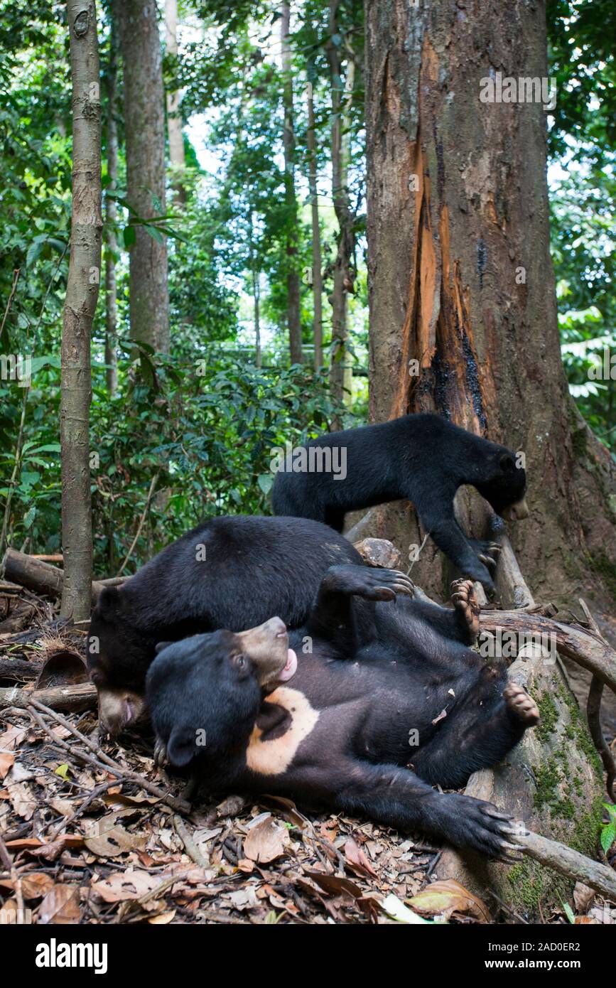 Three Bornean Sun Bears, Helarctos malayanus, playing in forest ...