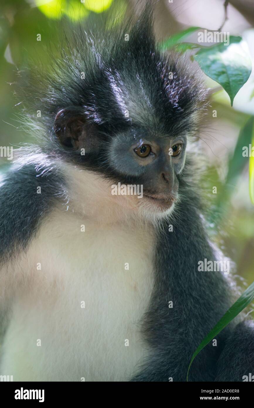 A portrait of a Northern Sumatran leaf monkey, Presbytis thomasi ...