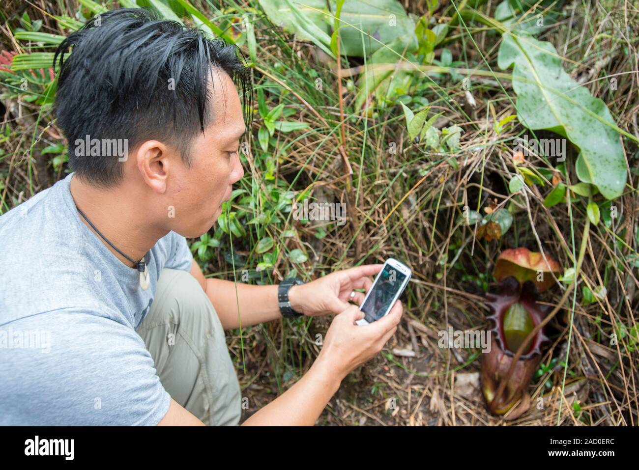 A tourist takes picture of pitcher plant, Nepenthes rajah, using his ...