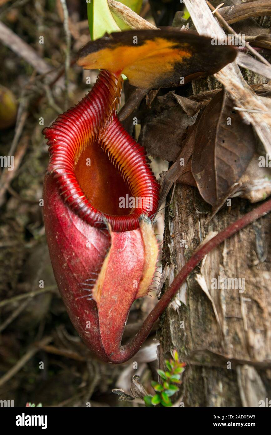A pitcher plant, Nepenthes rajah. These insectivorous plants gain ...