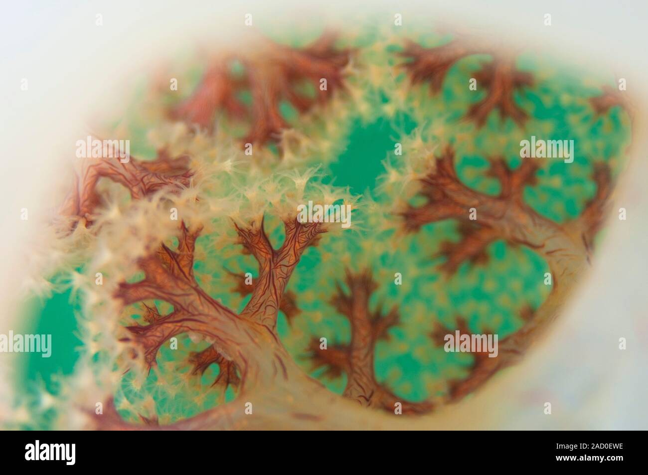 An absract image of tree coral, photographed off Sapi Island, tunku ...