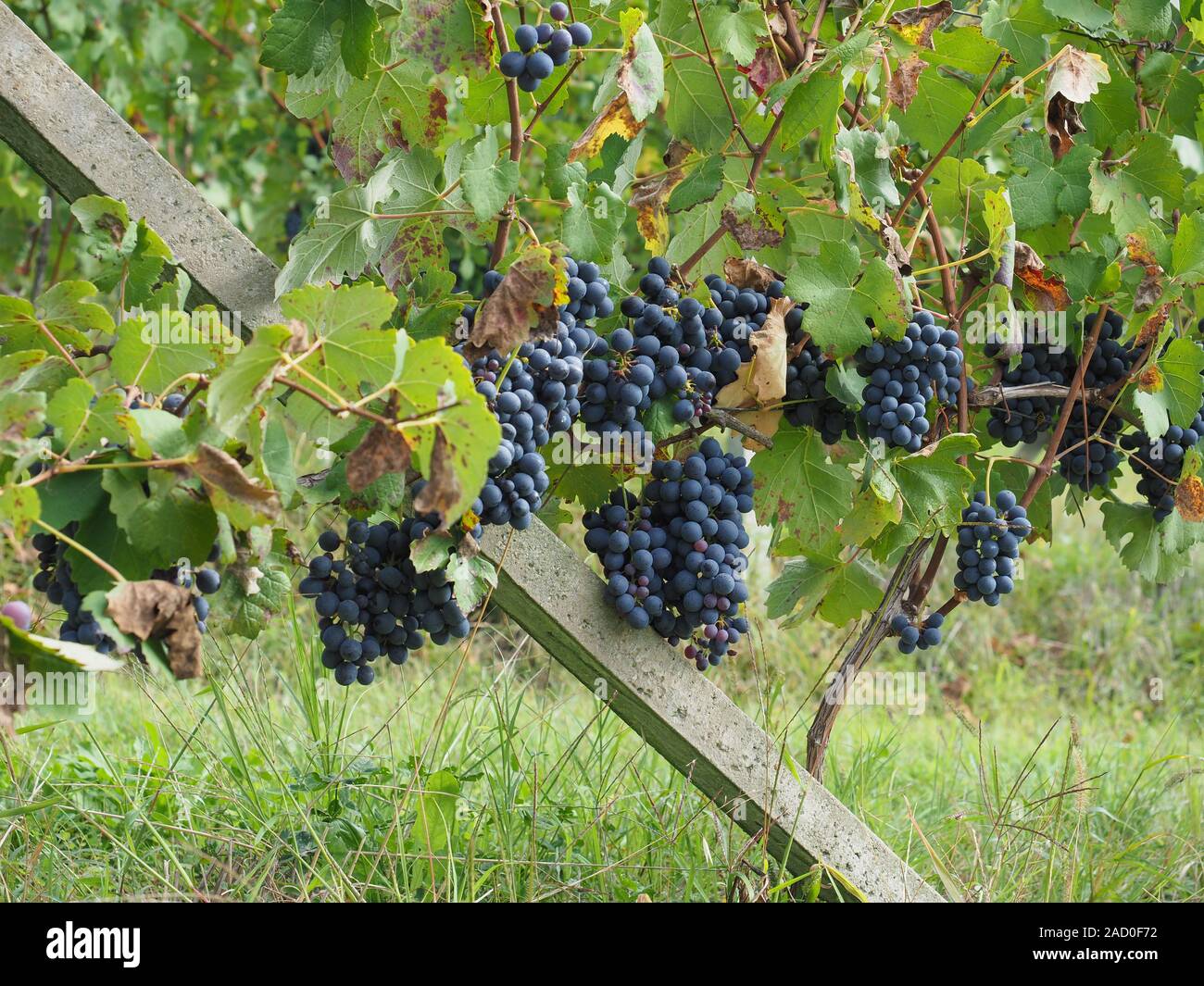 grapevine with ripe grapefruit in a vineyard for wine making Stock ...