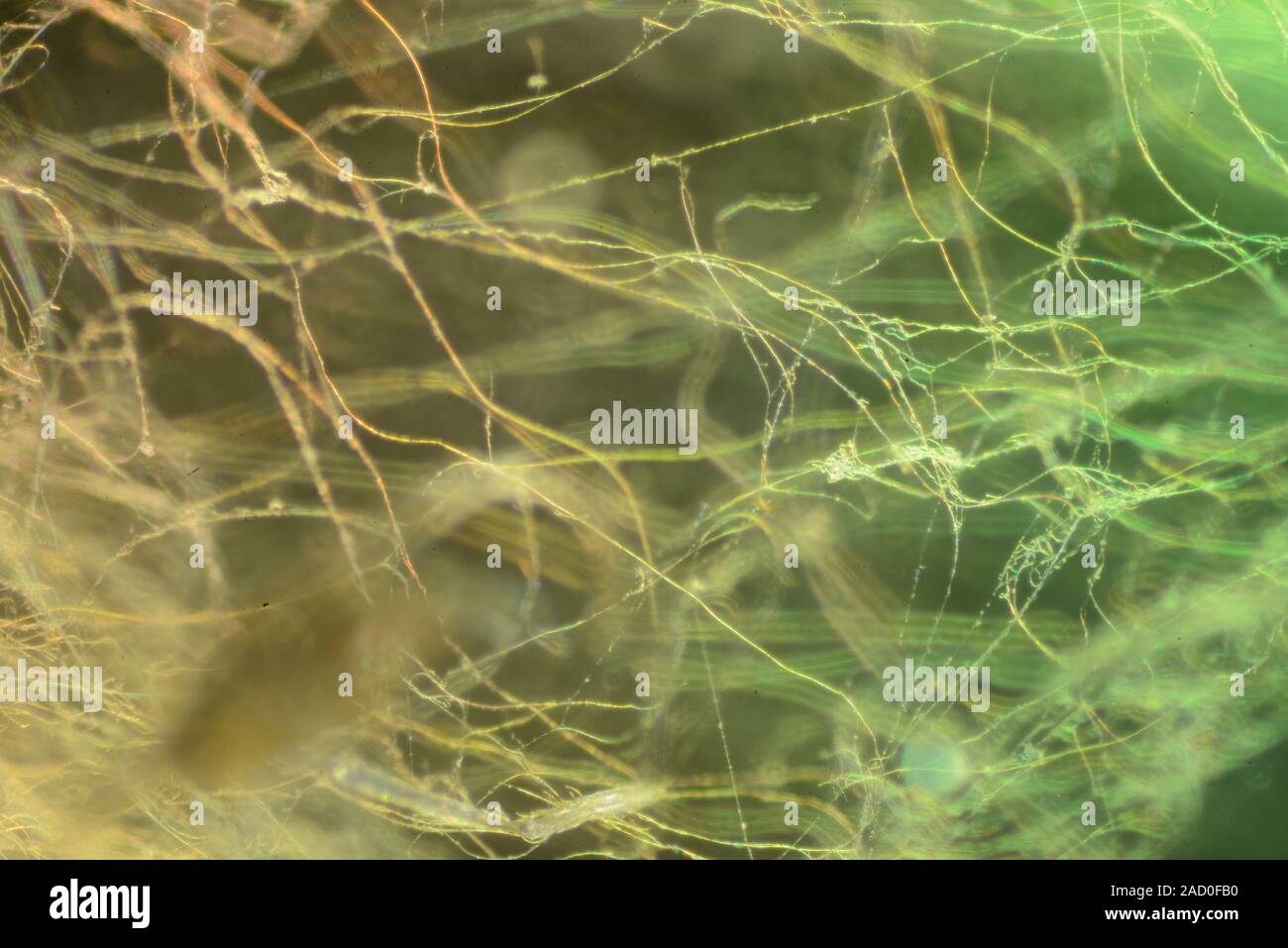 A spider web, spiderweb, spider's web, is a structure created by a ...