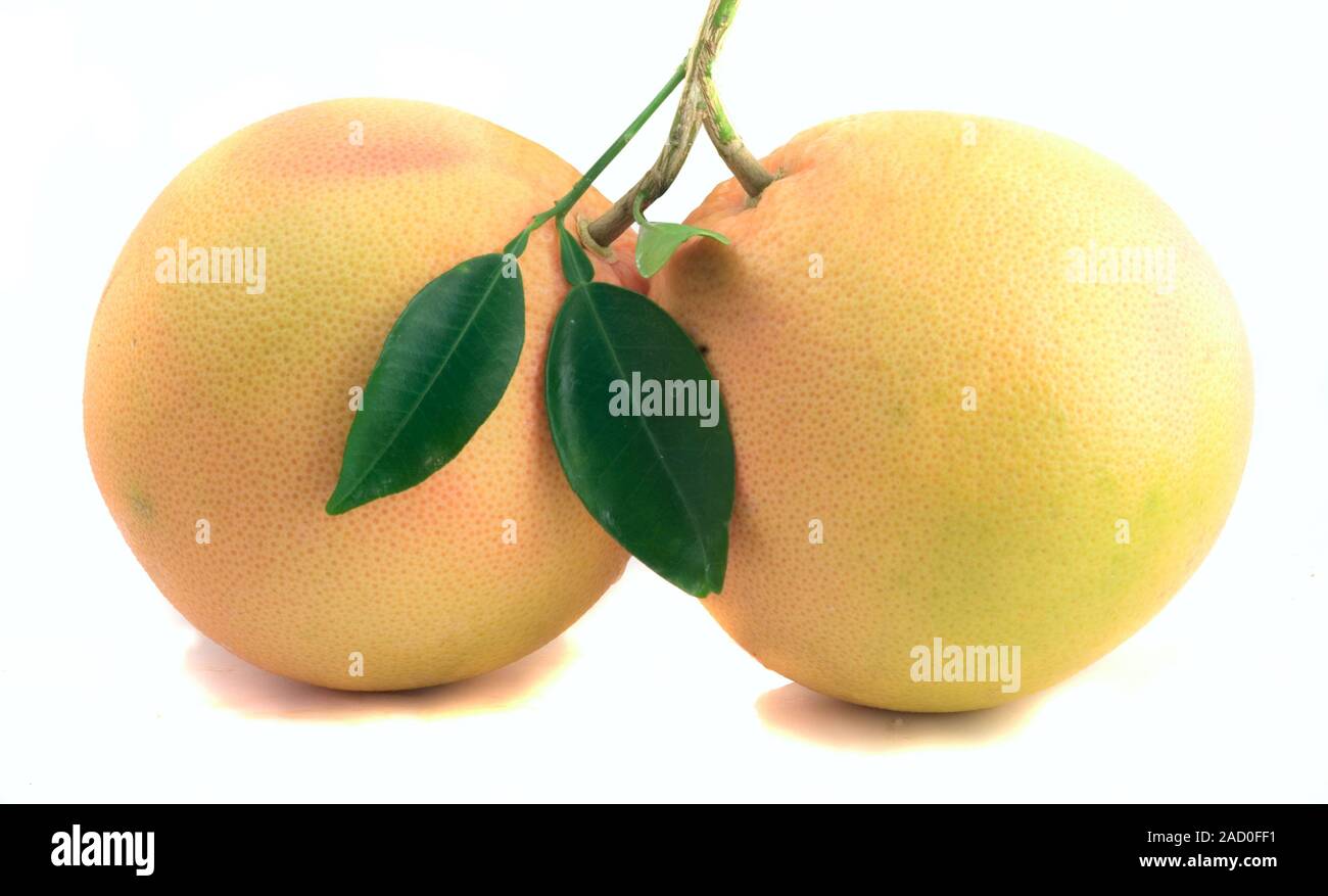 Two grapefruits isolated on white background Stock Photo - Alamy