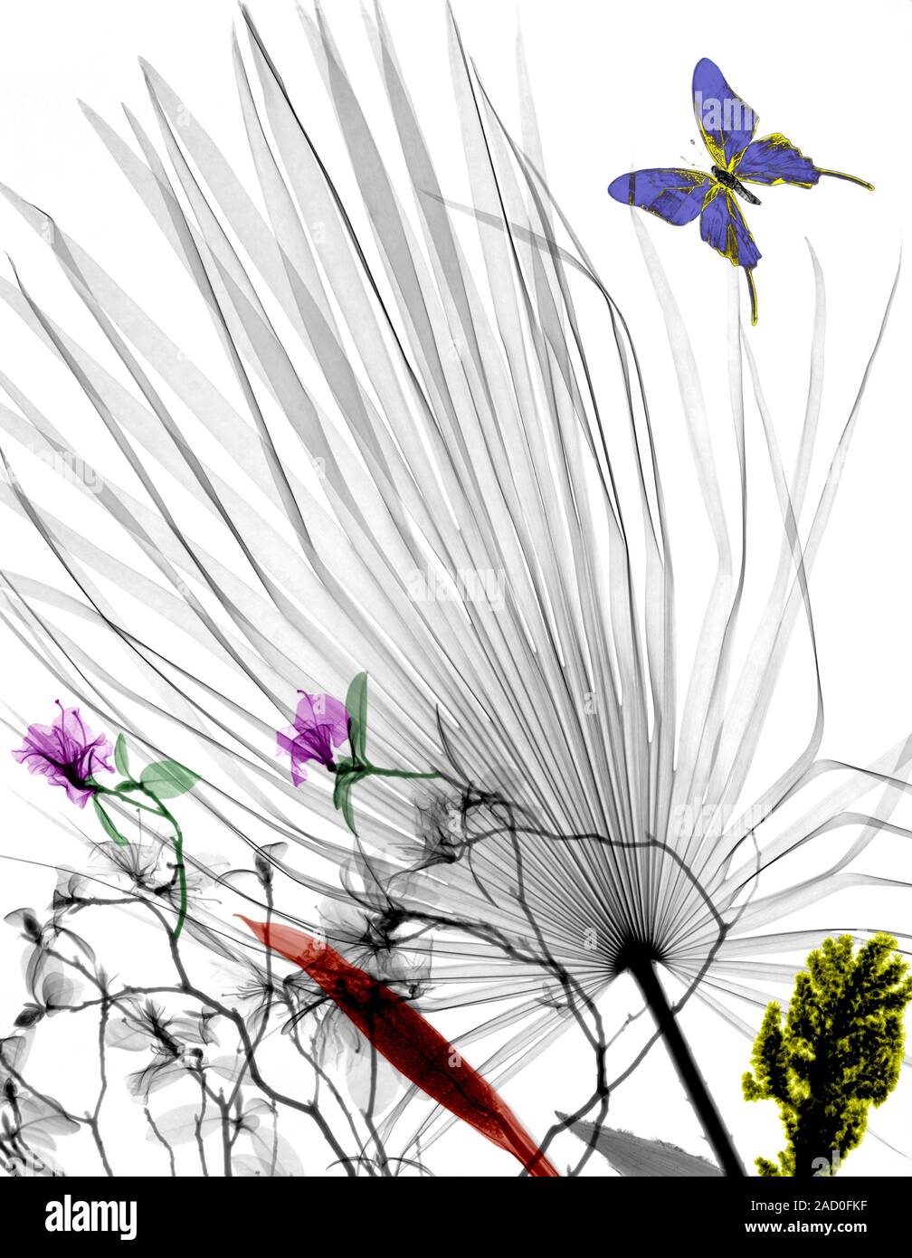 Not for print or poster uses Coloured X-ray of a butterfly flying over a European fan palm ...