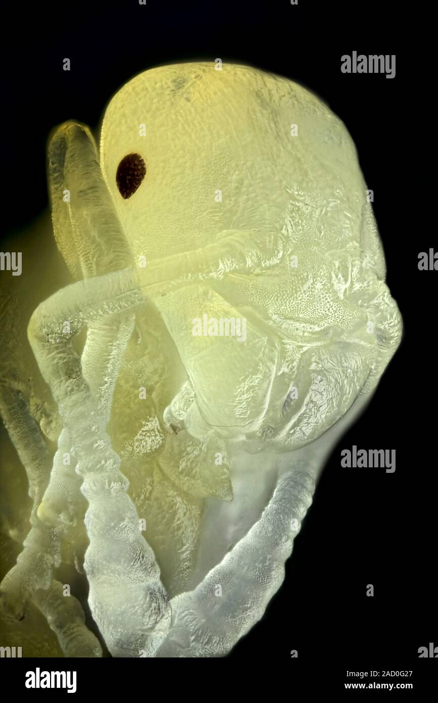 Ant (family Formicidae) pupa. Light micrograph of a single ant pupa ...