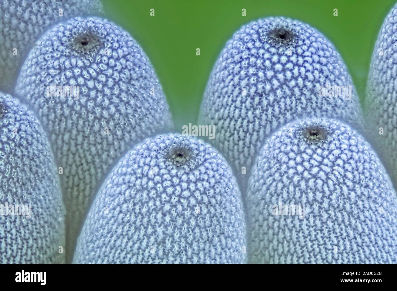 Insect eggs on a leaf. Light micrograph of insect eggs on the underside ...