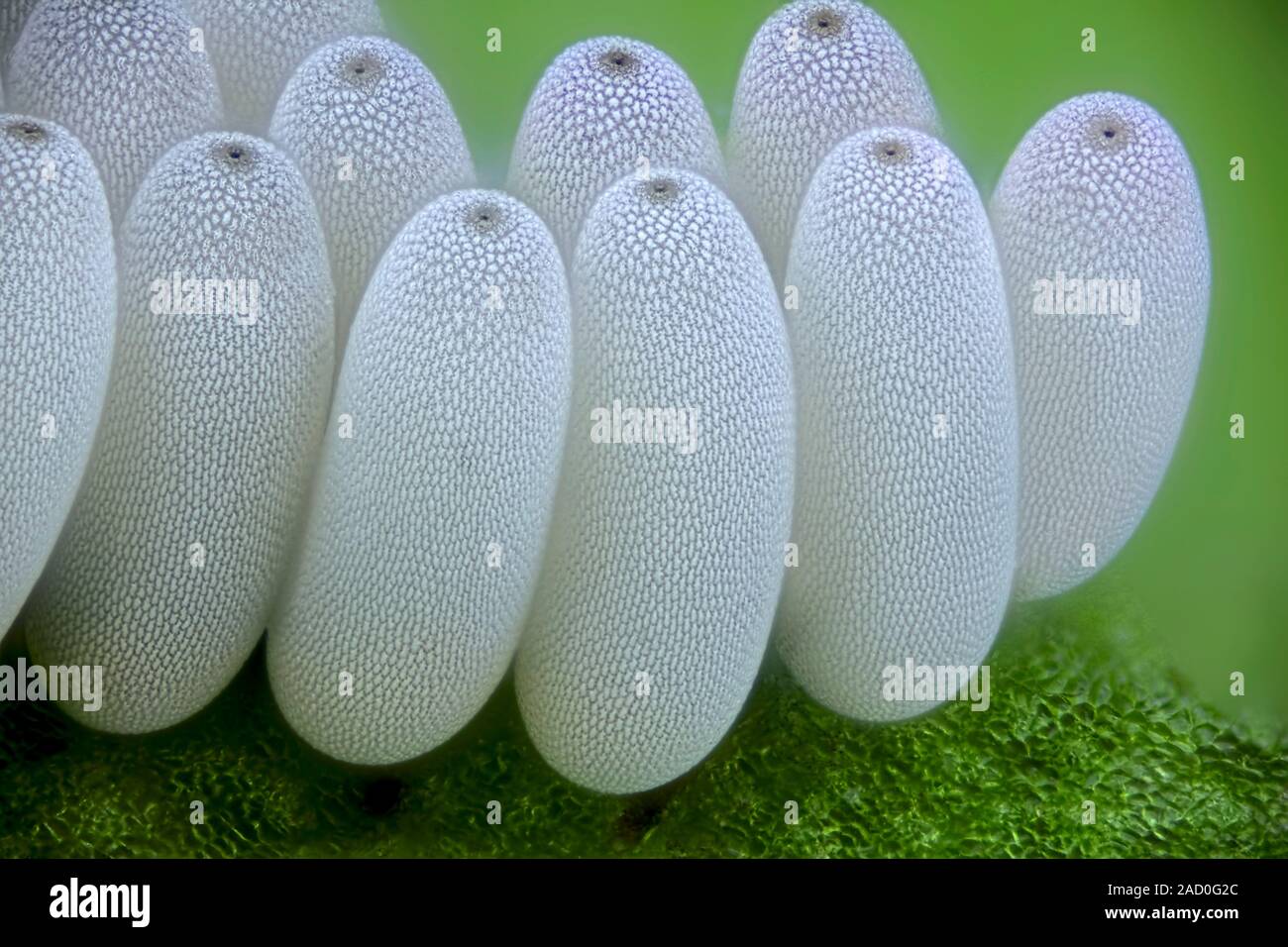 Insect eggs on a leaf. Light micrograph of insect eggs on the underside ...