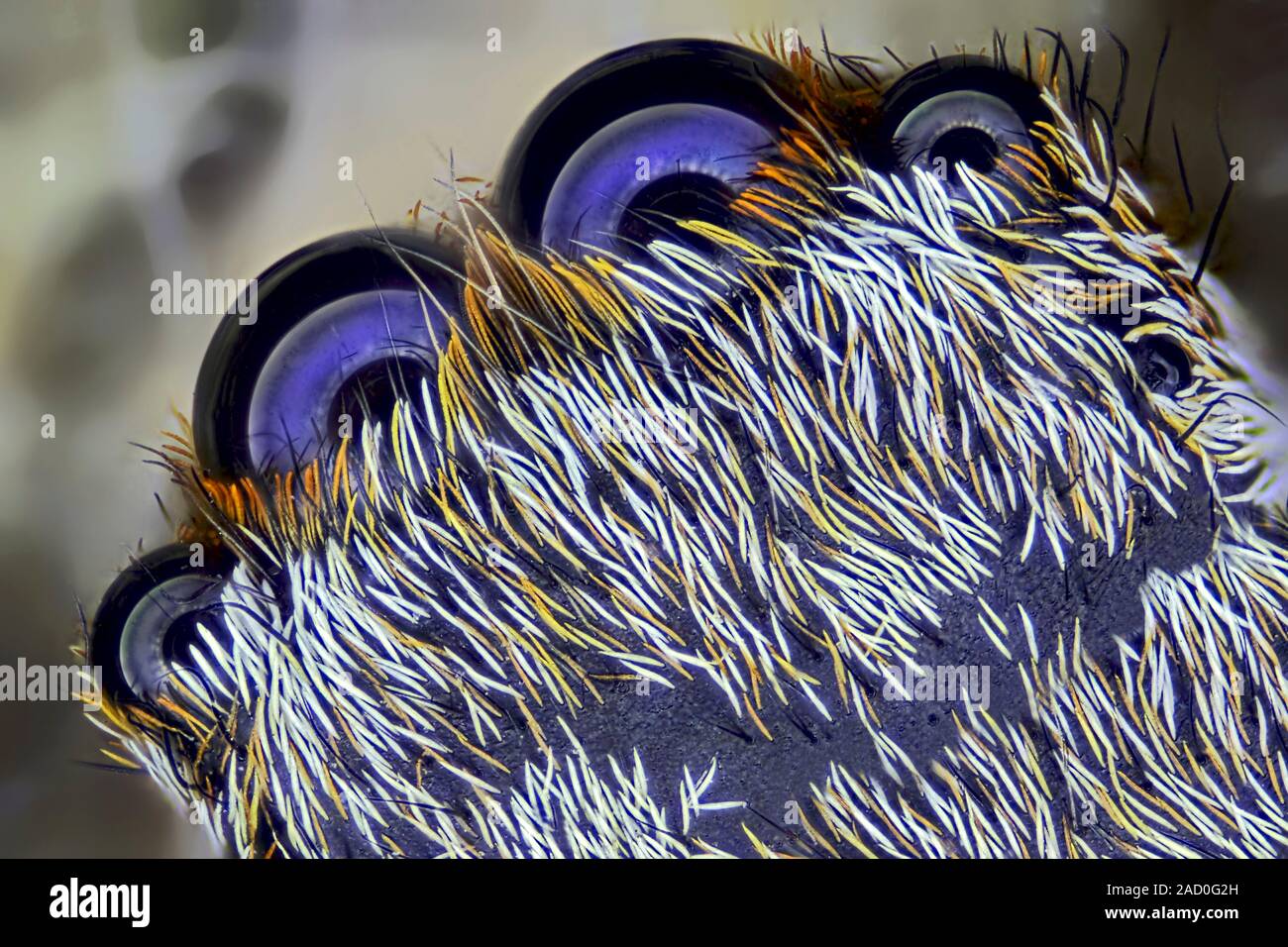 Jumping spider head. Light micrograph of the head of a jumping spider ...