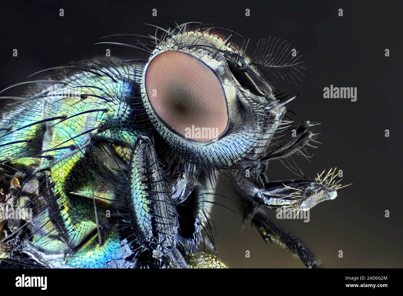 Blowfly. Light micrograph of a green blowfly (family Calliphoridae), showing one of its large ...