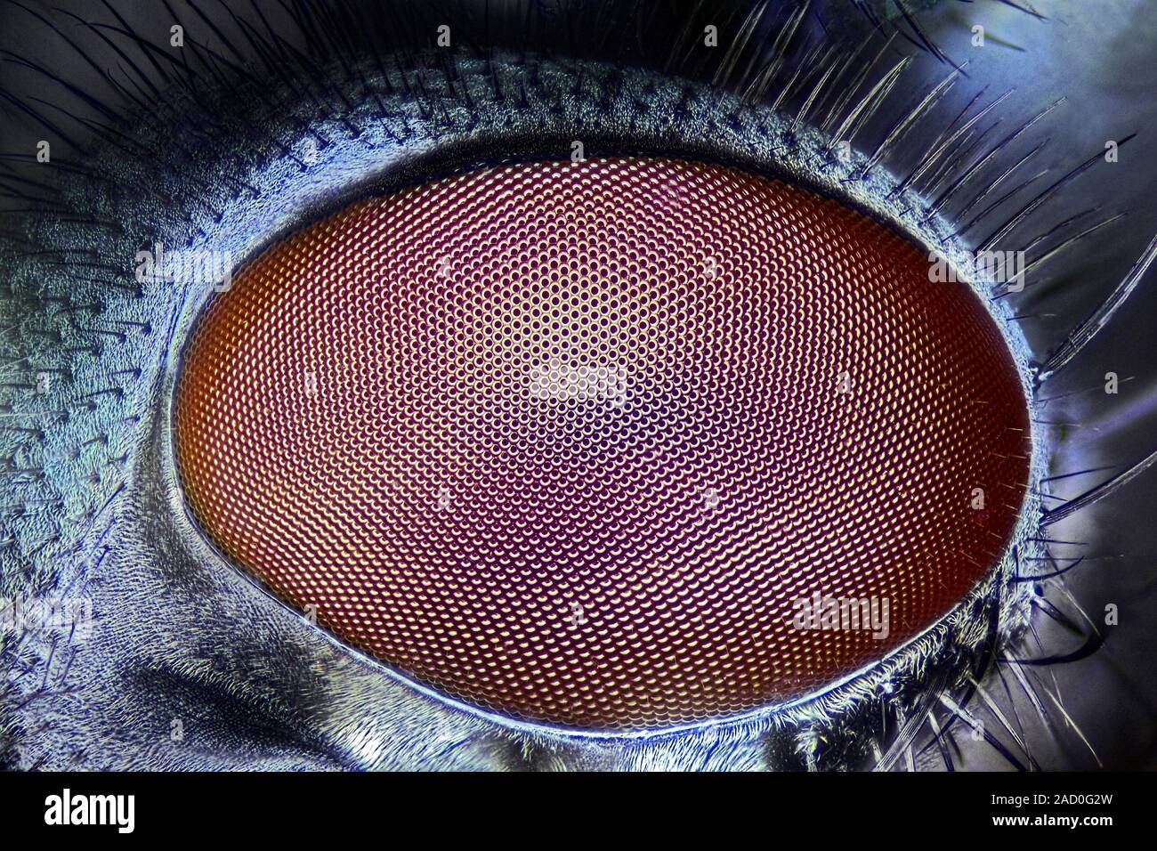 Blowfly eye. Light micrograph of the compound eye from a green blowfly ...