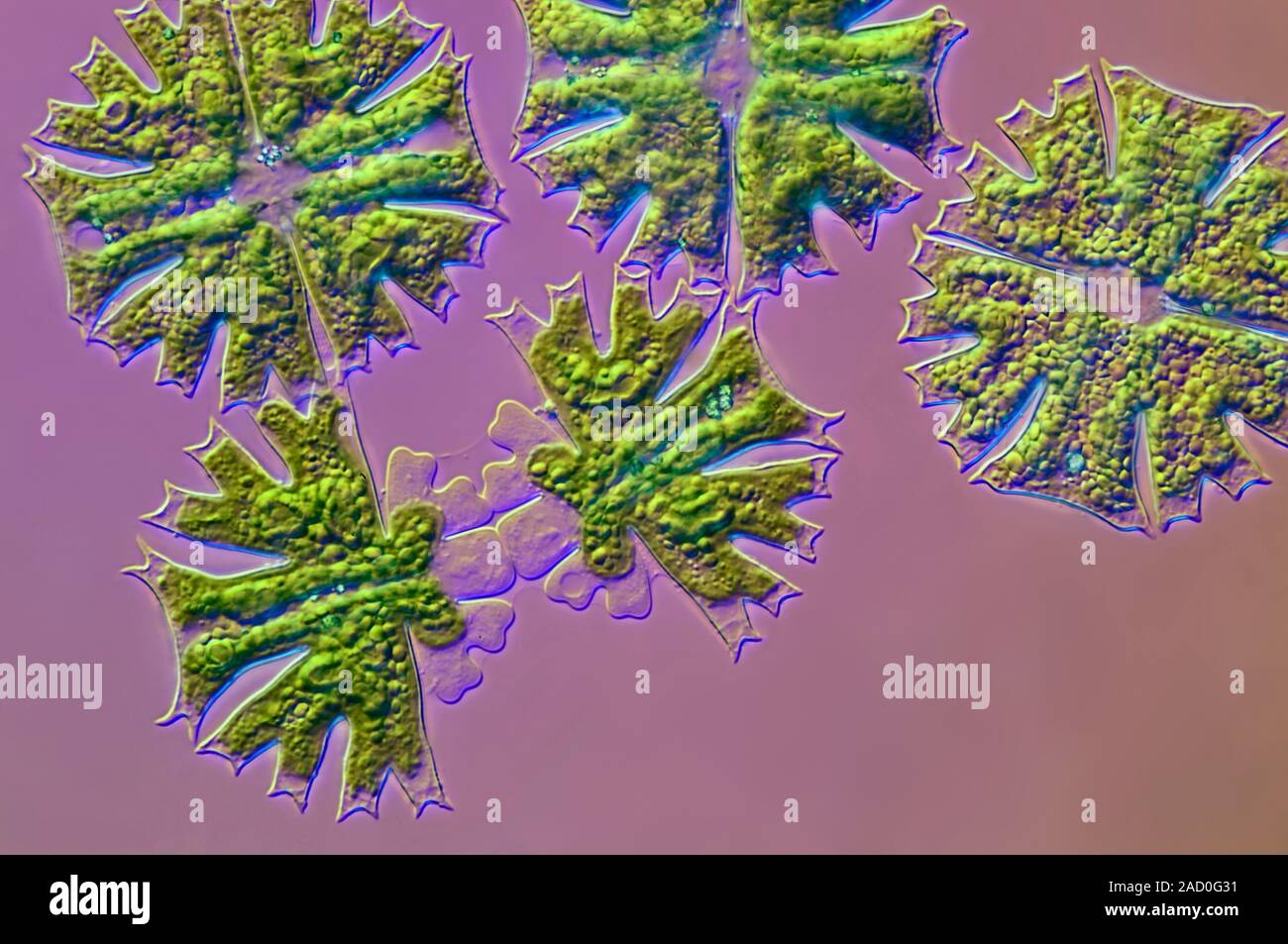 Micrasterias desmids dividing. Differential interference contrast ...