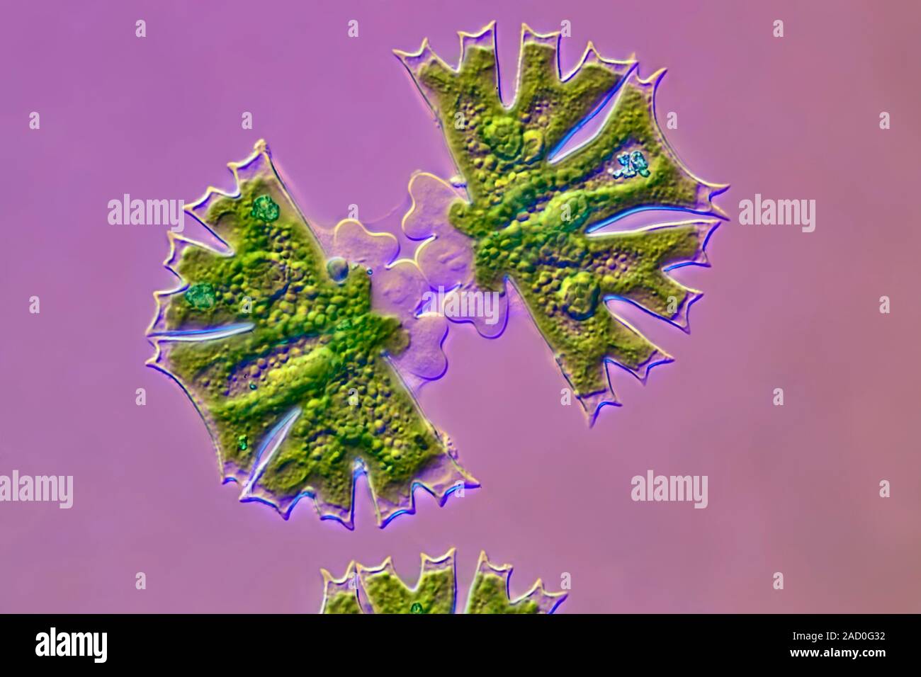 Micrasterias desmid dividing. Differential interference contrast ...