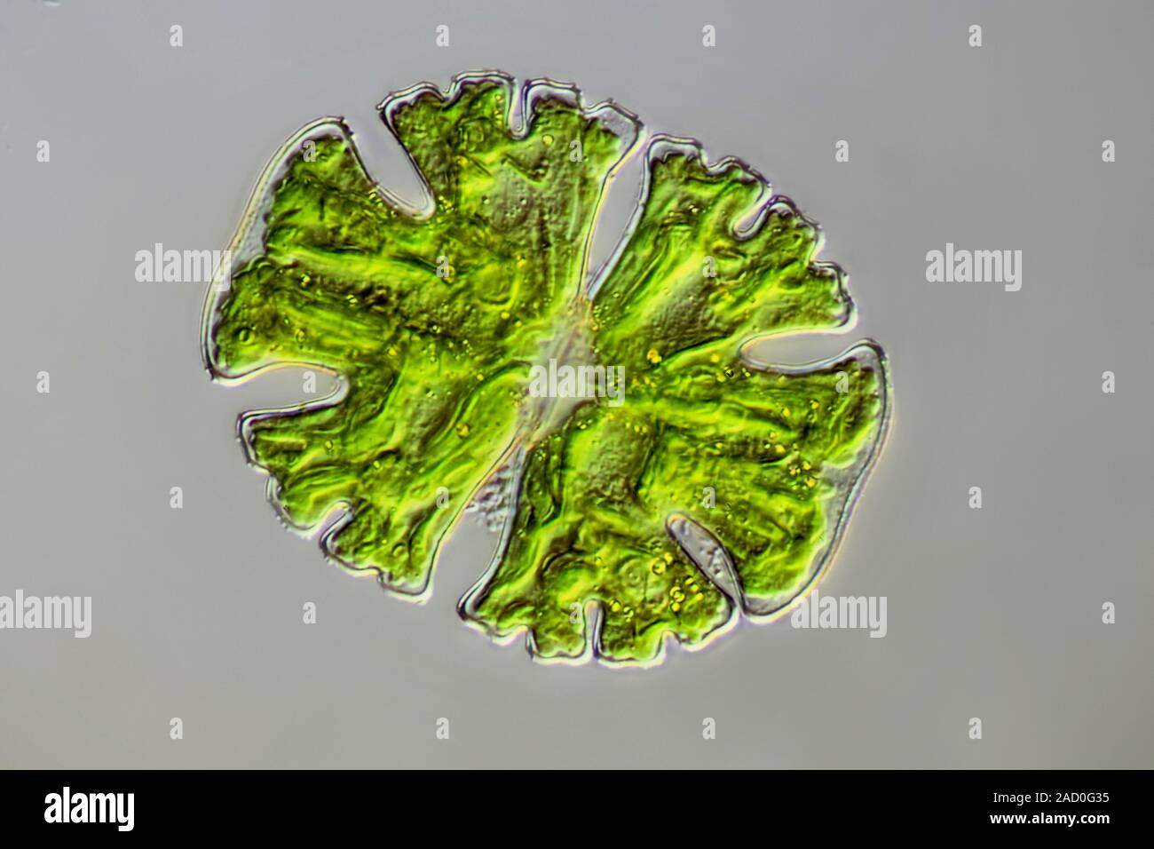 Micrasterias desmid. Differential interference contrast micrograph of a ...