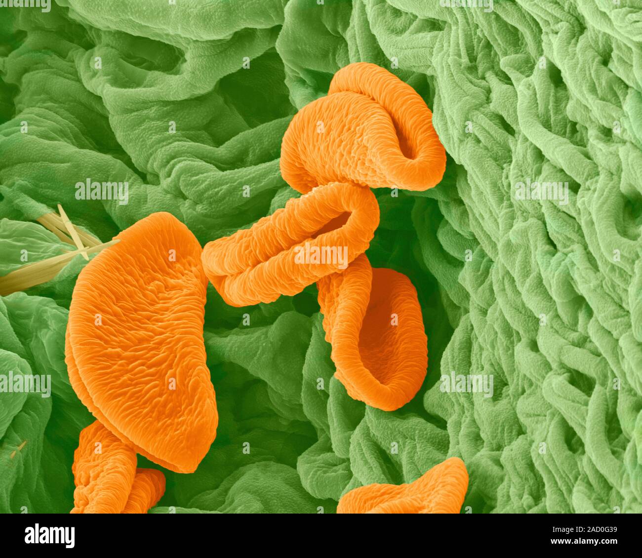 Alstroemeria anther and pollen. Coloured scanning electron micrograph ...