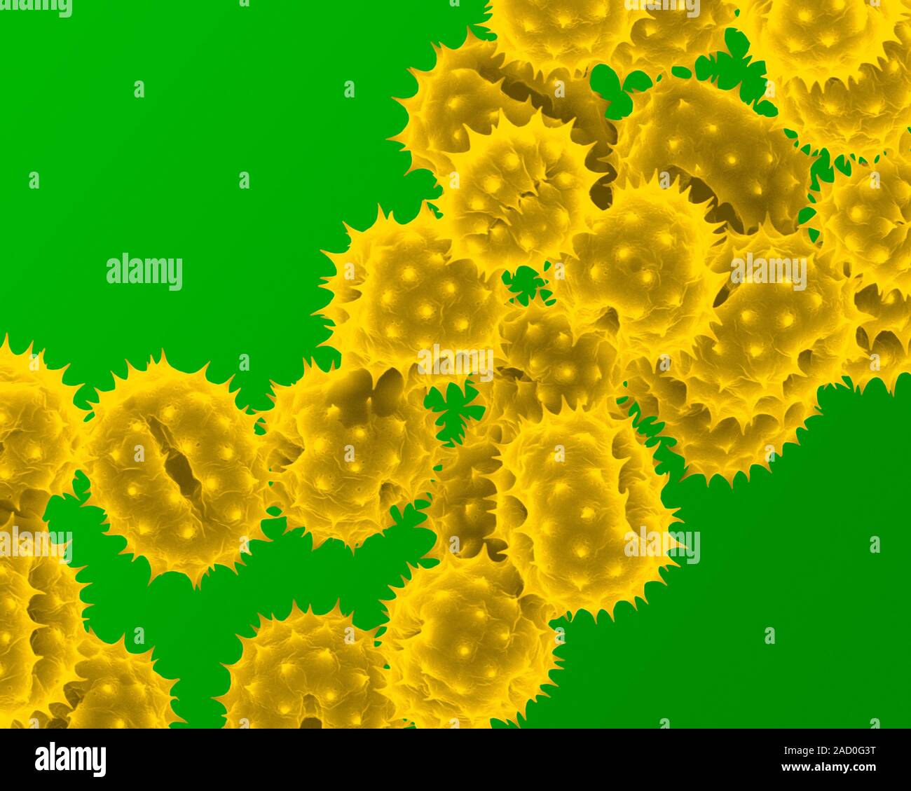 Daisy pollen. Coloured scanning electron micrograph (SEM) of pollen ...