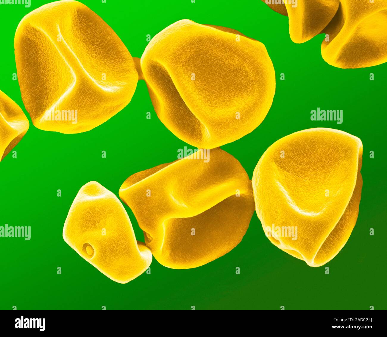 Grass pollen. Coloured scanning electron micrograph (SEM) of pollen ...