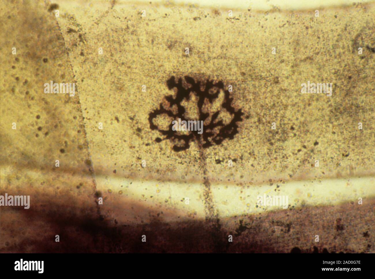 Neuromuscular junction. Light micrograph of a motor end plate, the ...