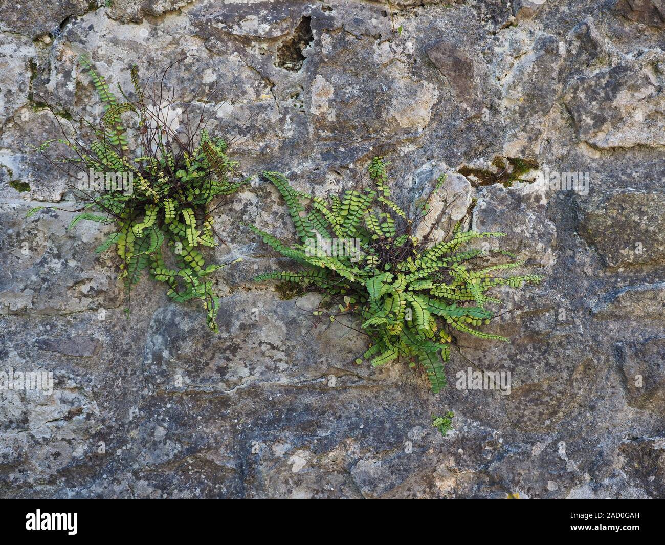 plant growing on a rock in the wild Stock Photo - Alamy