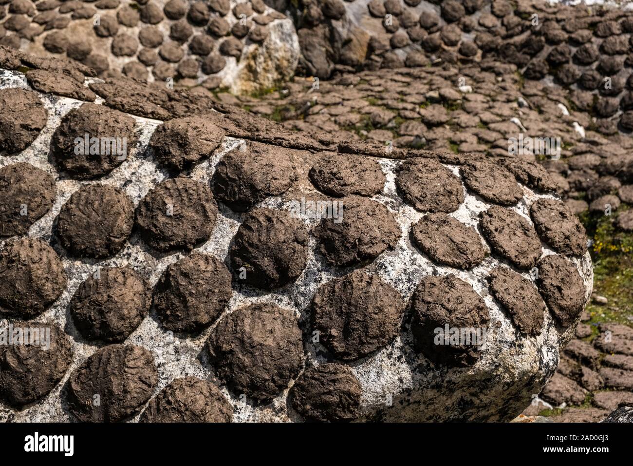 Yak dung is collected, formed like pancakes dried in the sun and used ...