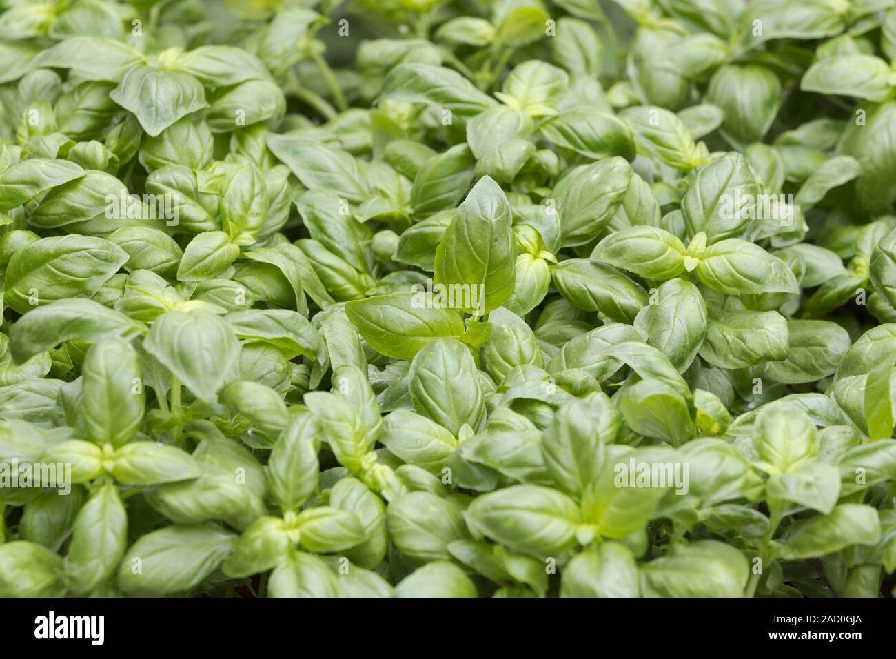 Basil, full size Stock Photo - Alamy