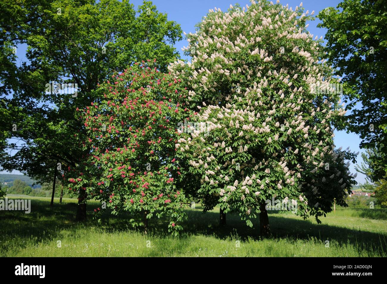 Aesculus x carnea Briotii, Red-flowering horse chestnut, Aesculus ...
