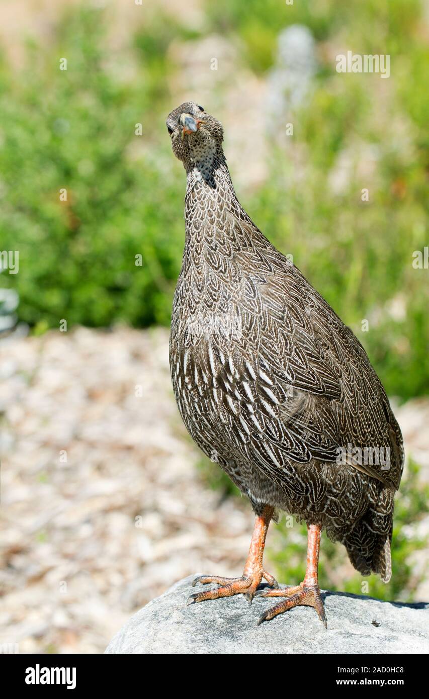 Cape francolin (Pternistis capensis). This gamebird is endemic to the ...