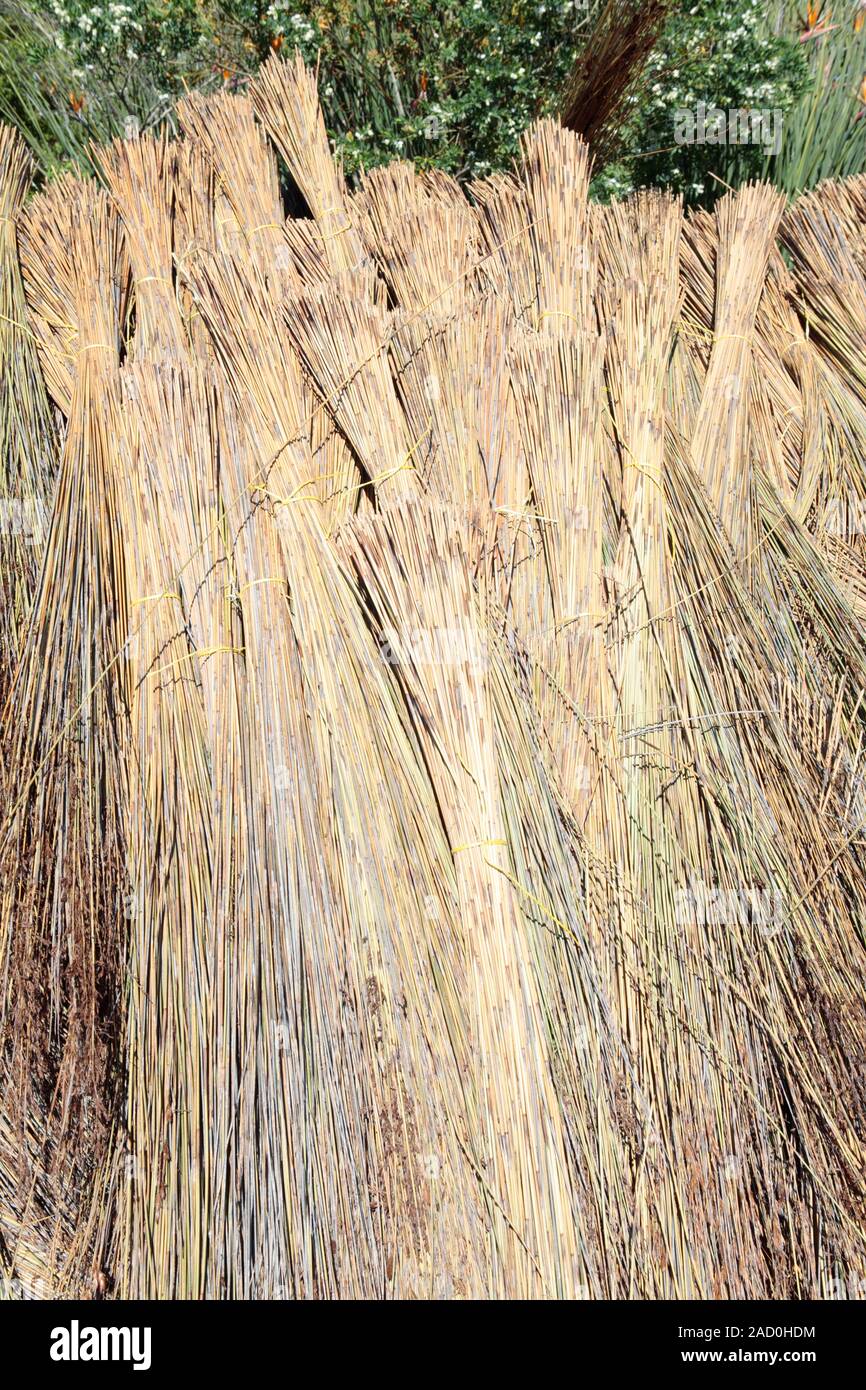 Thatching grass. Bundles of common thatching grass (Hyparrhenia hirta ...