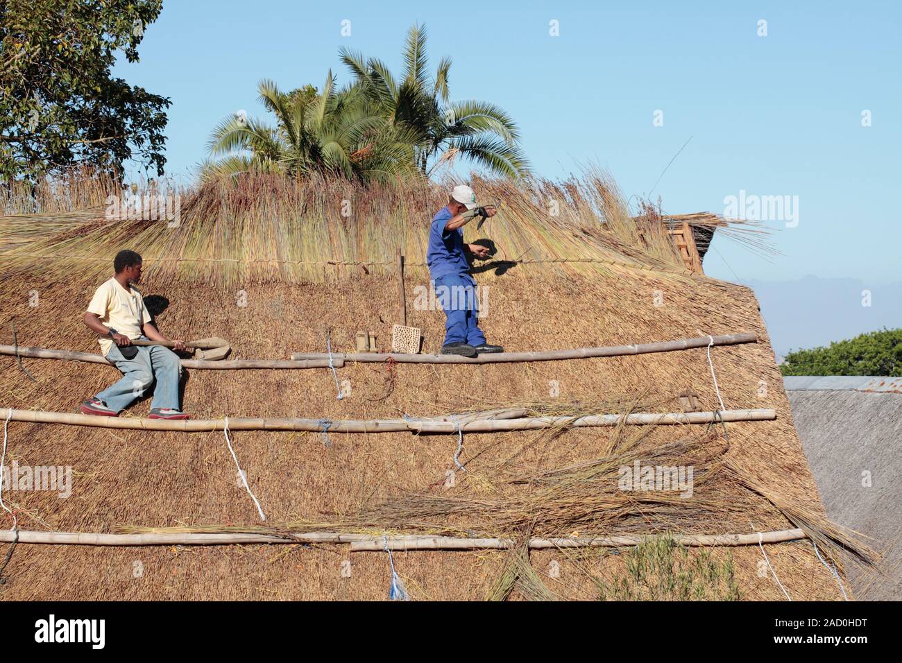 Thatching a roof. Men thatching the roof of a house with common ...