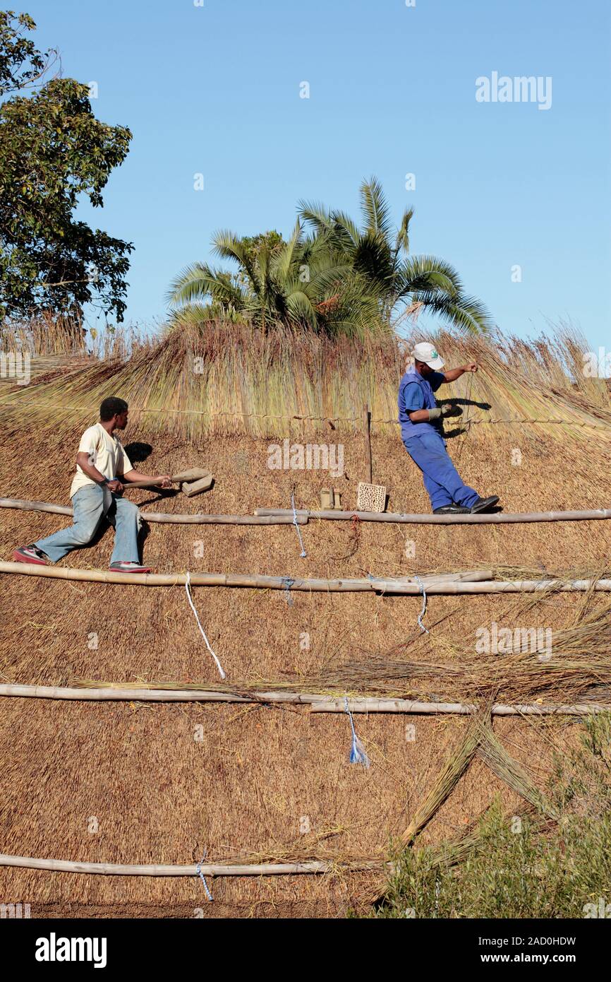 Thatching a roof. Men thatching the roof of a house with common ...