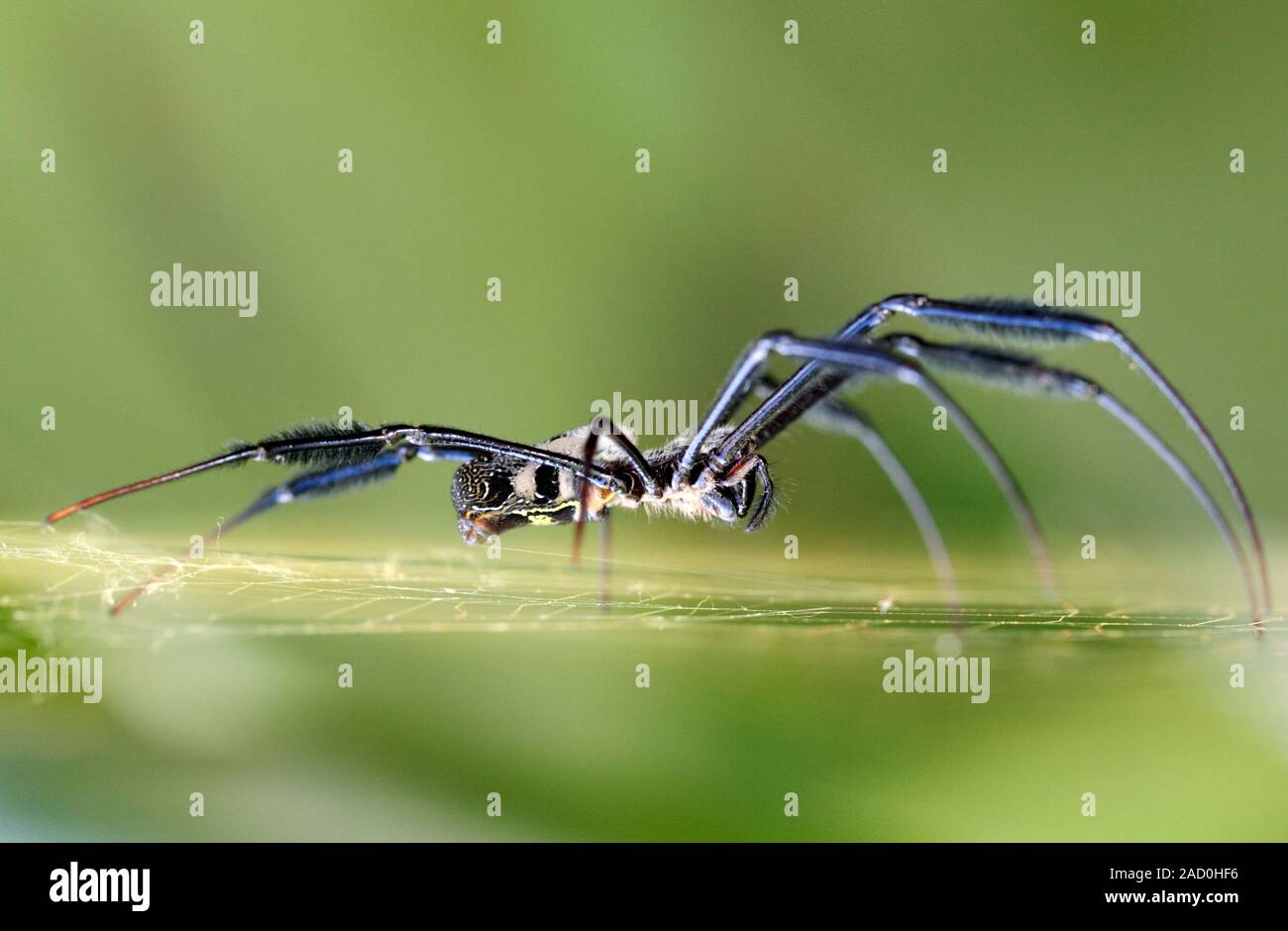 Golden orb-weaver (Nephila fenestrata) spider on its web. This species ...