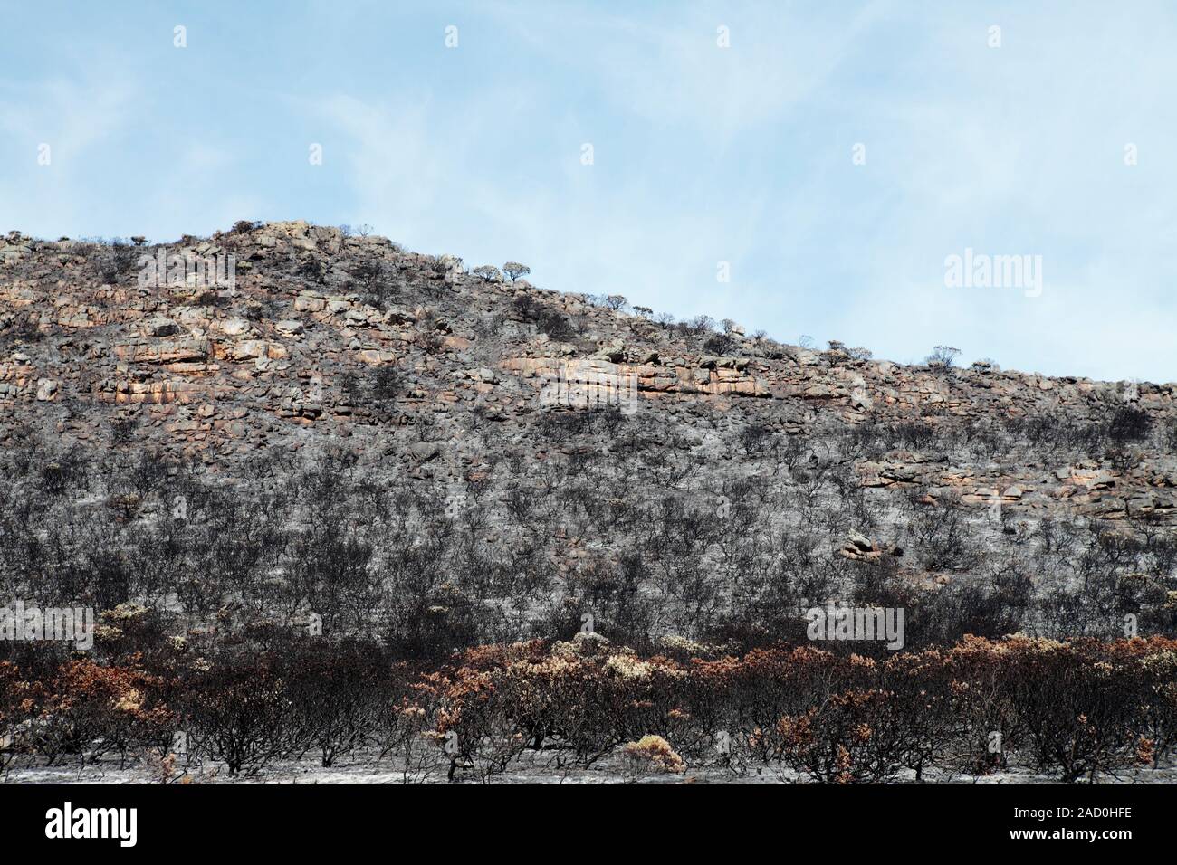 Protea plants in fire-damage scrub. Burnt Protea sp. plants producing ...