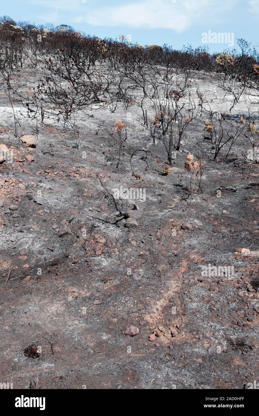 Protea plants in fire-damage scrub. Burnt Protea sp. plants producing ...
