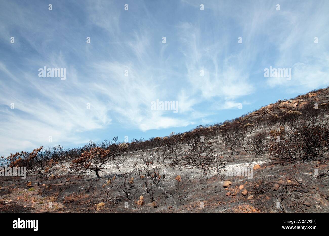 Protea plants in fire-damage scrub. Burnt Protea sp. plants producing ...