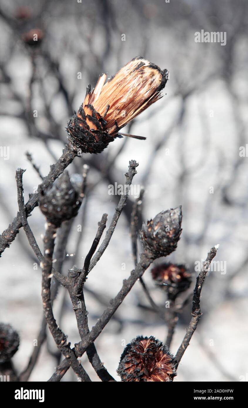 Protea plants in fire-damage scrub. Close-up of a burnt Protea sp ...