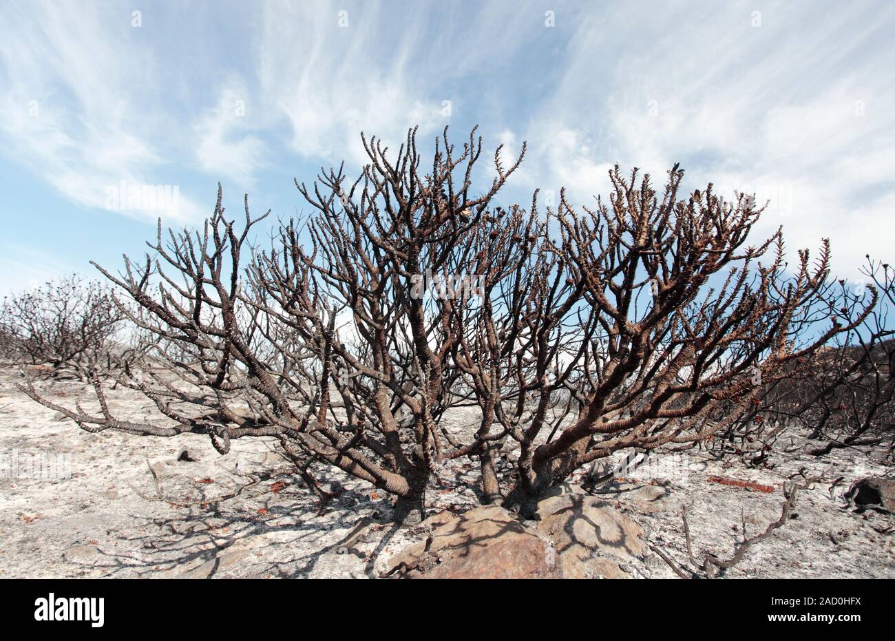 Protea plants in fire-damage scrub. Burnt Protea sp. plants producing ...