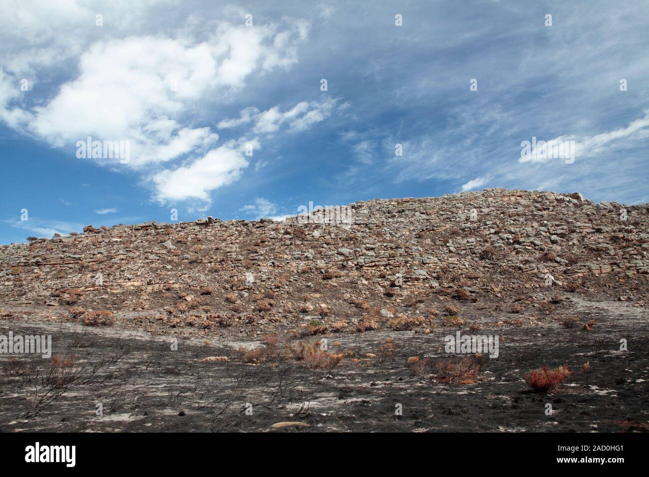 Protea plants in fire-damage scrub. Burnt Protea sp. plants producing ...