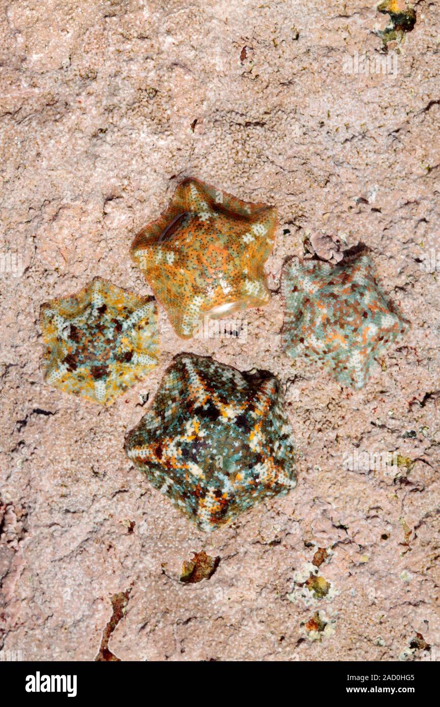 Dwarf cushion stars (Parvulastra exigua) on rocks. This species of ...