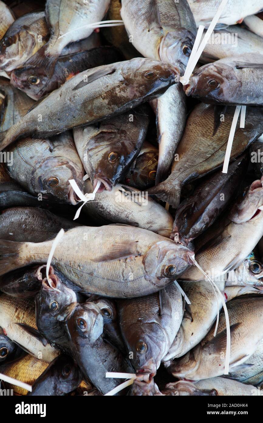 Hottentot seabream (Pachymetopon blochii). Pile of hottentot seabream ...