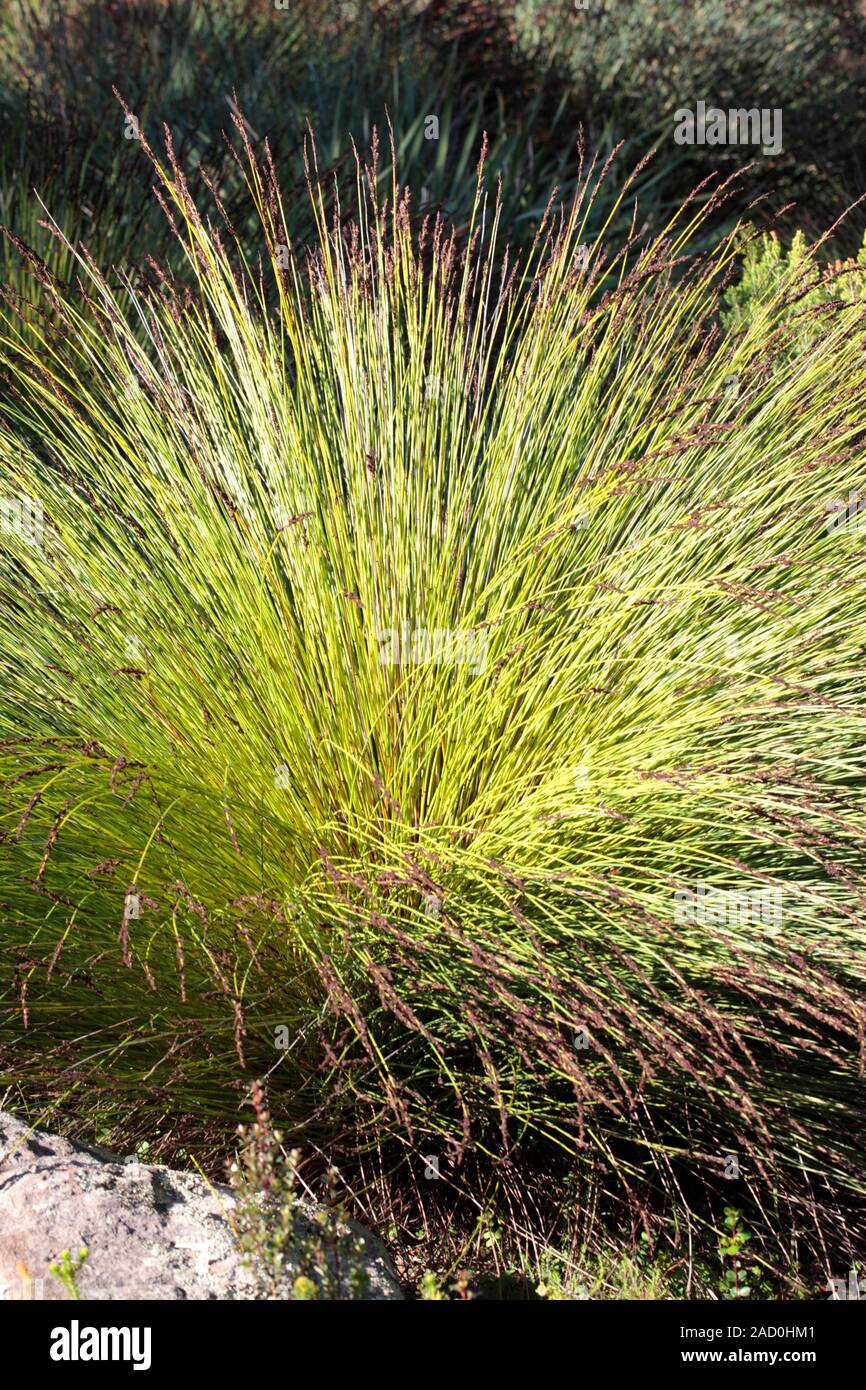 Common thatching grass (Hyparrhenia hirta). This grass is native to ...