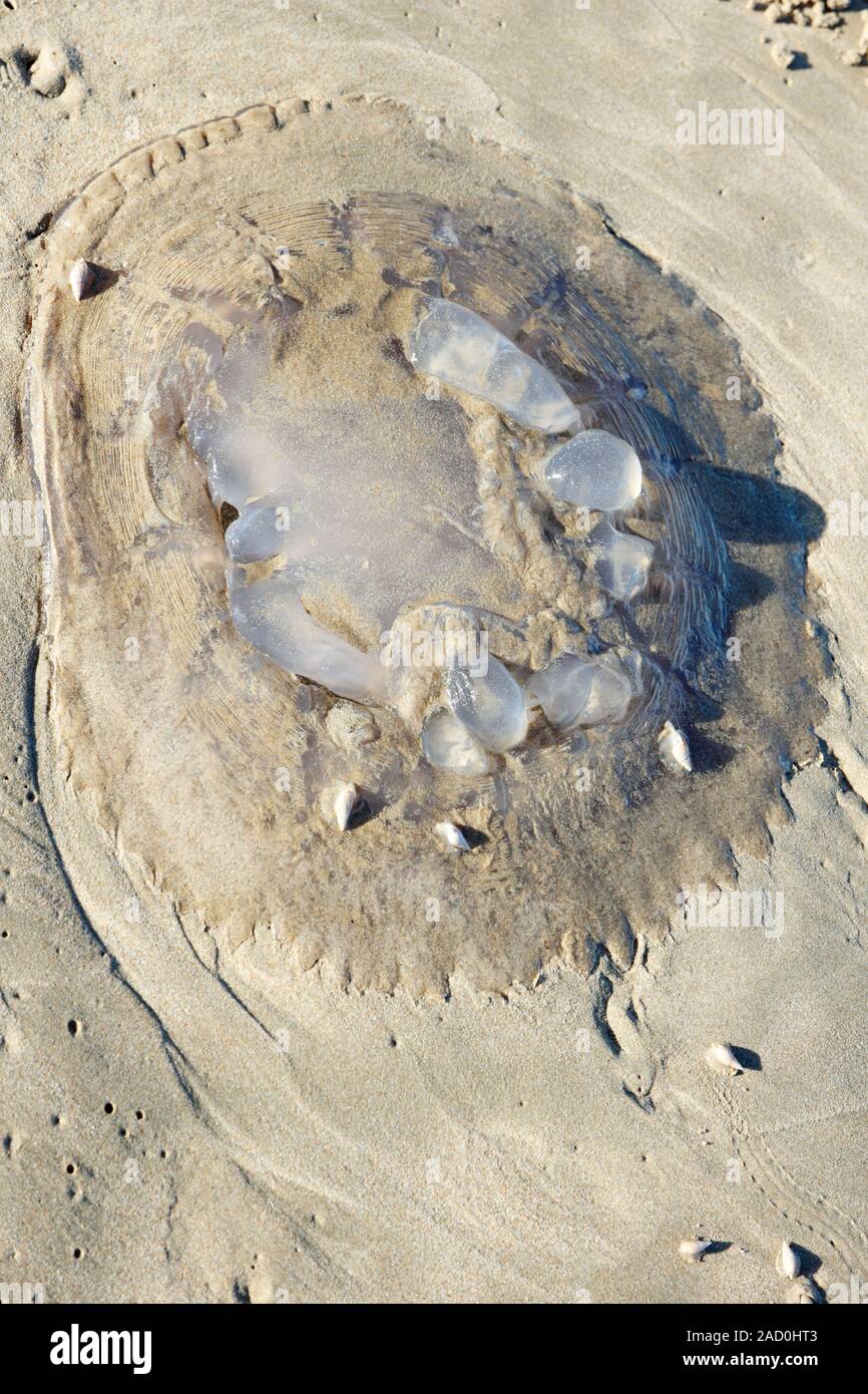 Sea snails scavenging dead jellyfish. Finger plough shell (Bullia ...