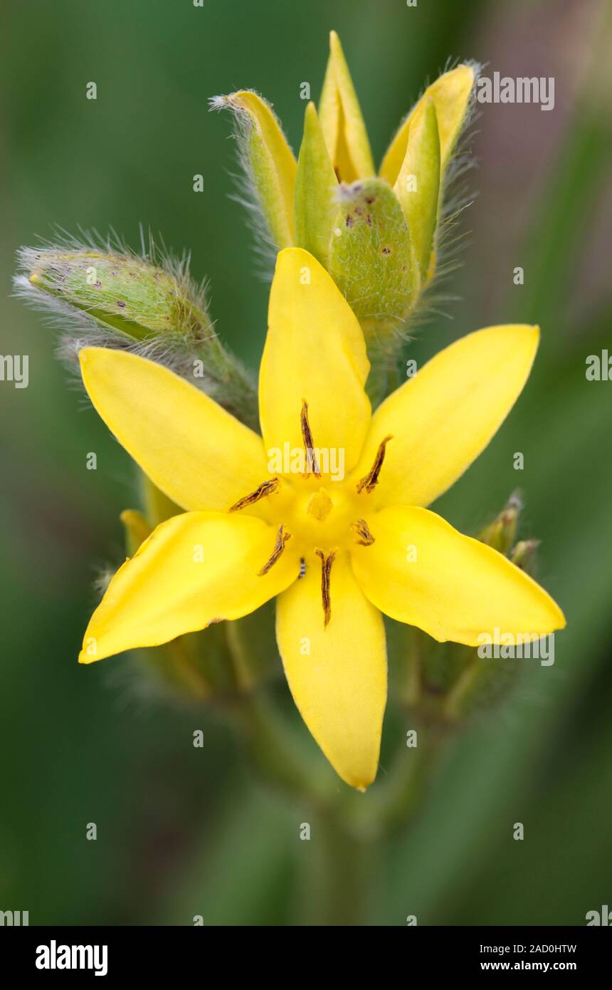 African star grass (Hypoxis hemerocallidea) in flower. This tuberous ...