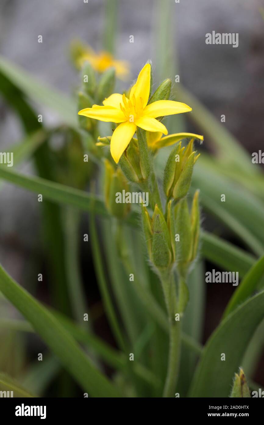 African star grass (Hypoxis hemerocallidea) in flower. This tuberous ...