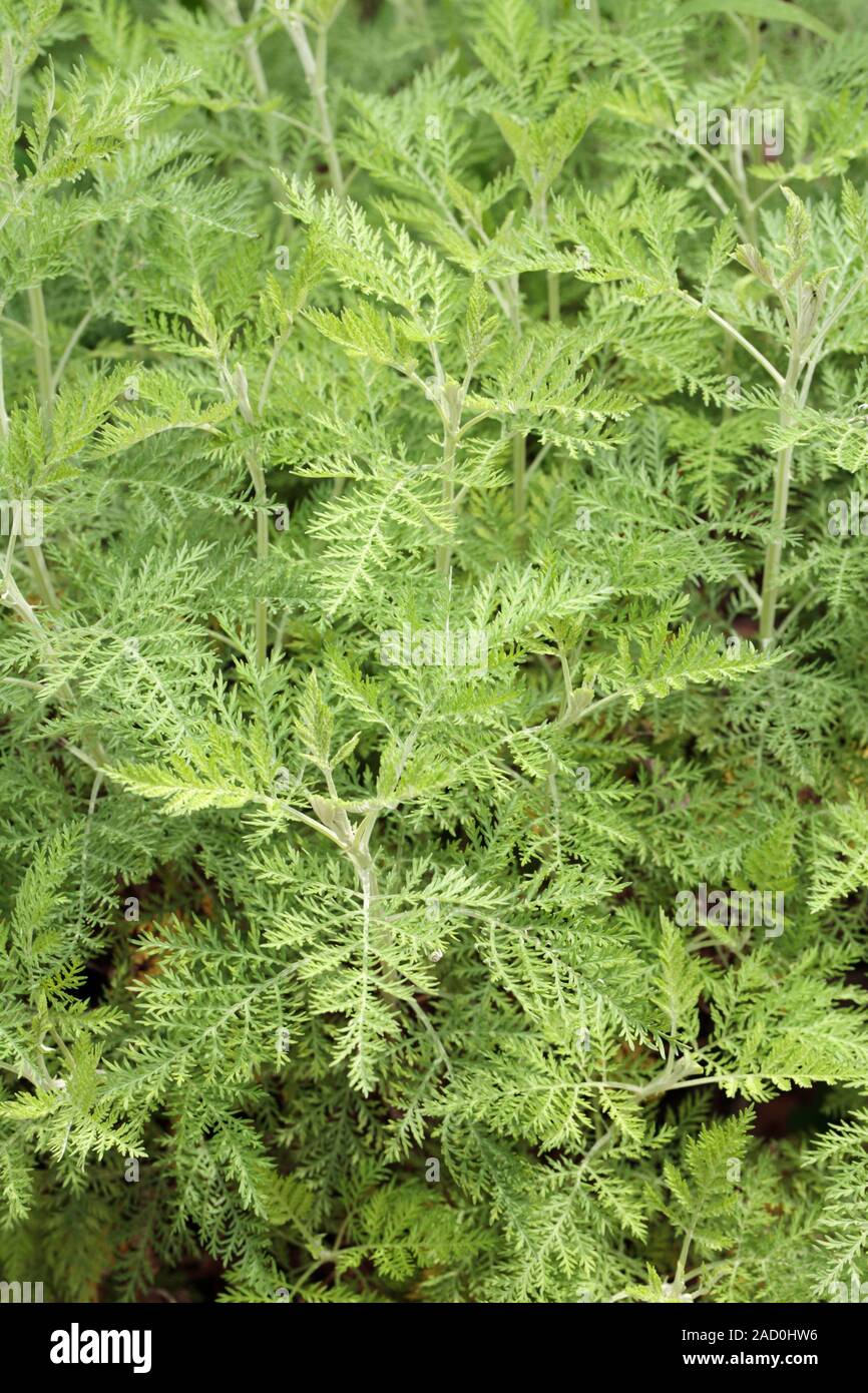 African wormwood (Artemisia afra). A. afra is indigenous to Africa and ...