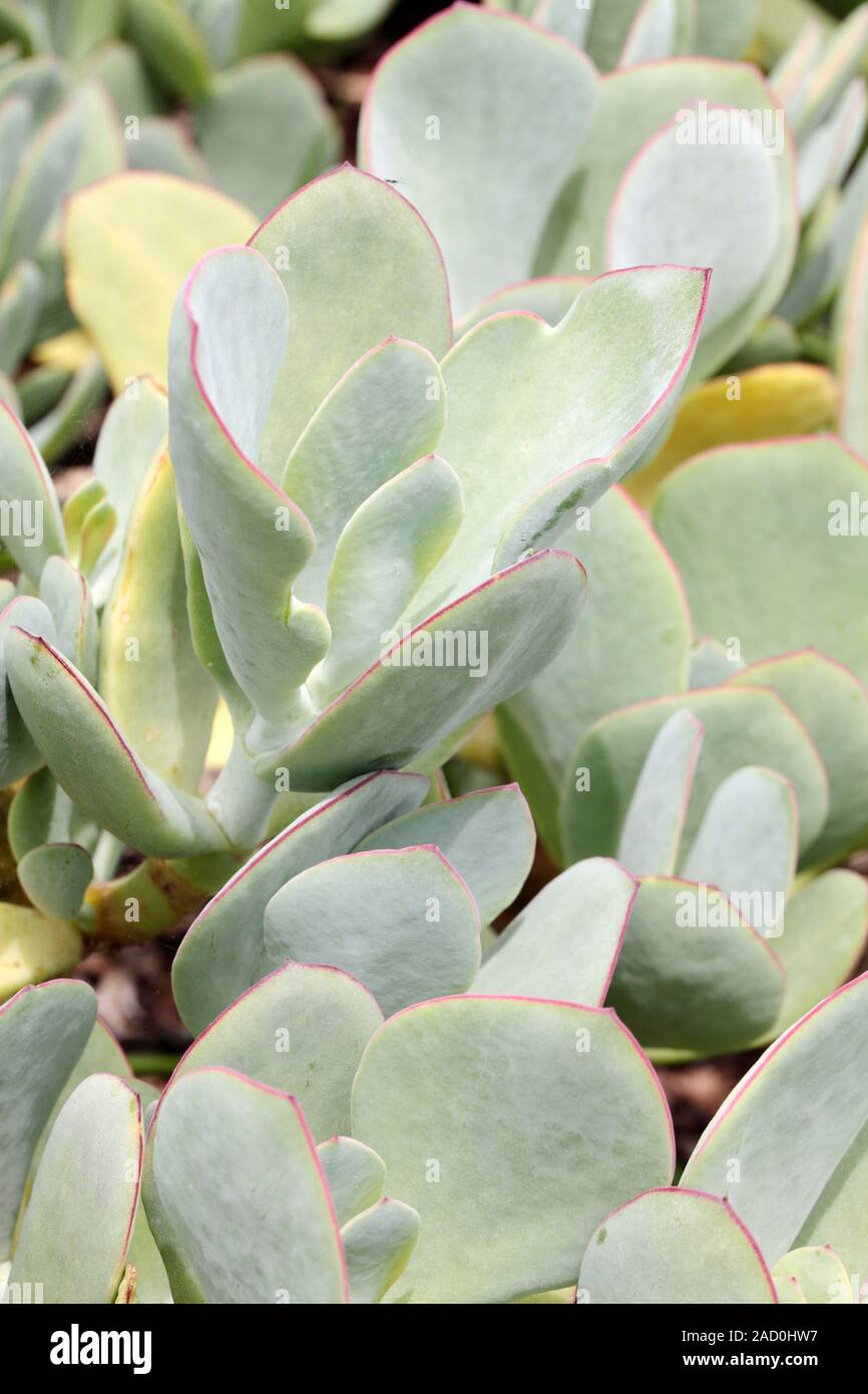 Pig's ear (Cotyledon orbiculata). The fleshy part of this plant's ...