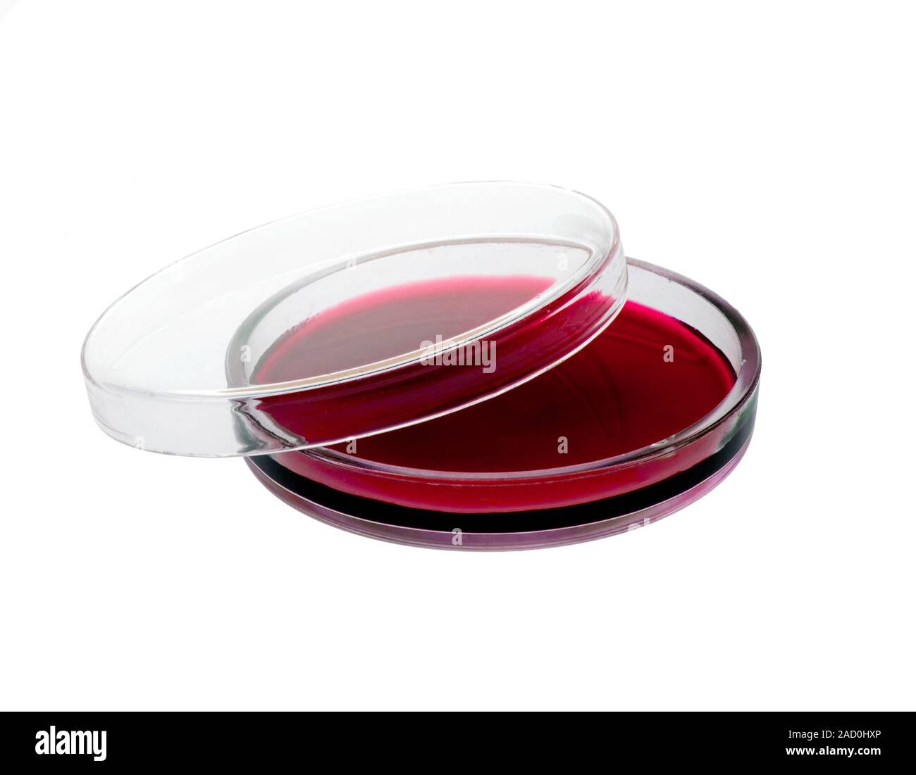 Cell culture plate with growth medium Stock Photo - Alamy