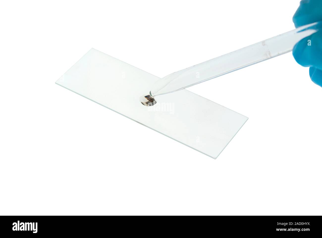 Specimen analysis. Placing a specimen onto a microscope slide Stock ...